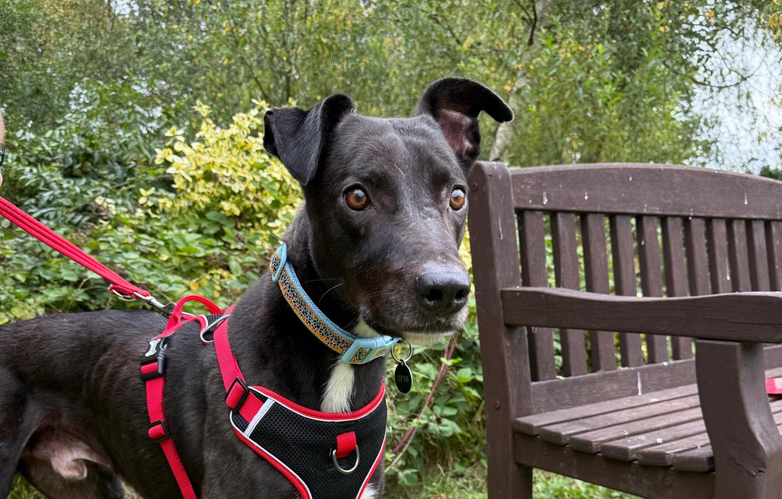 Tony - Manchester & Cheshire Dogs Home