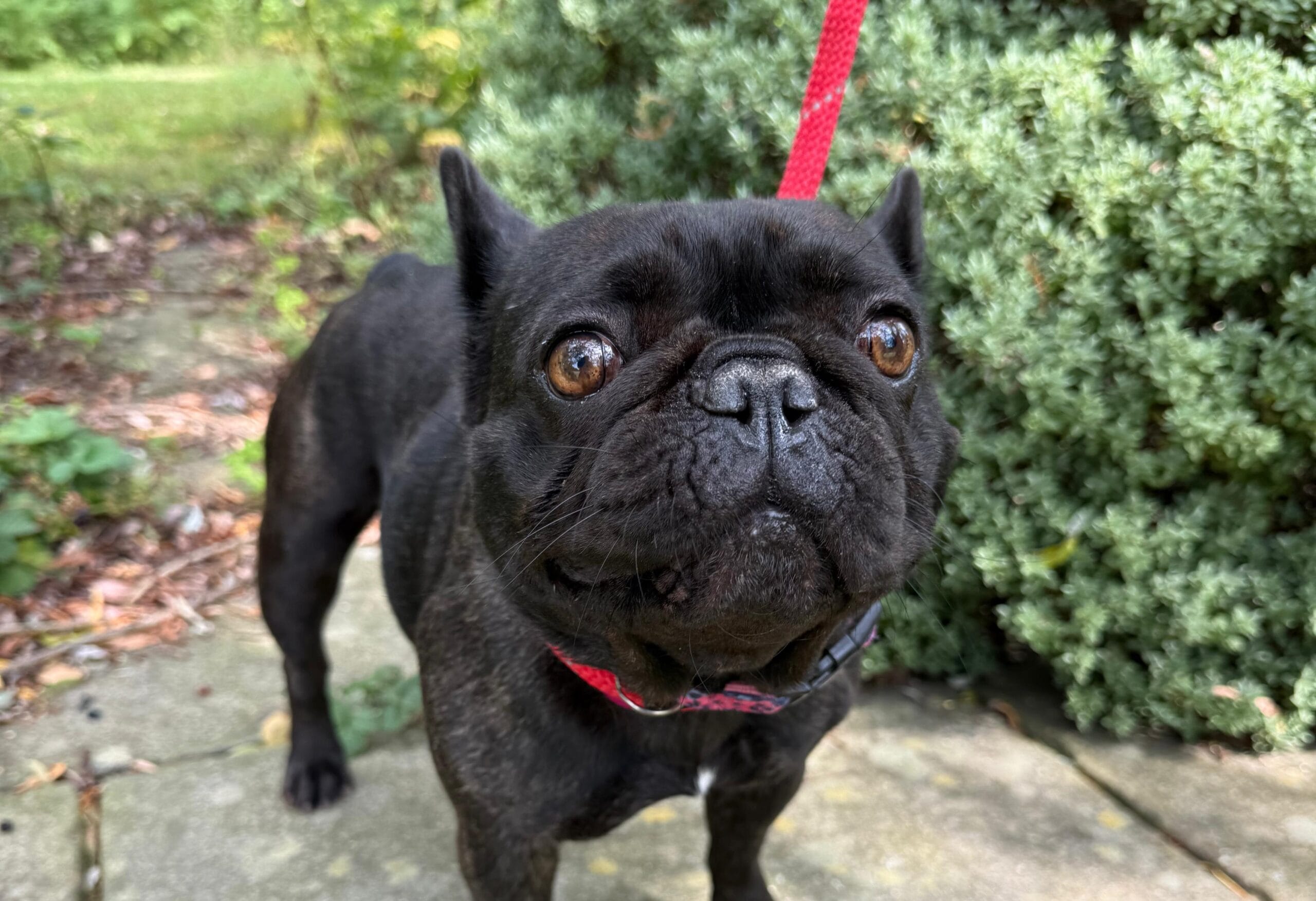 Elle - Manchester & Cheshire Dogs Home