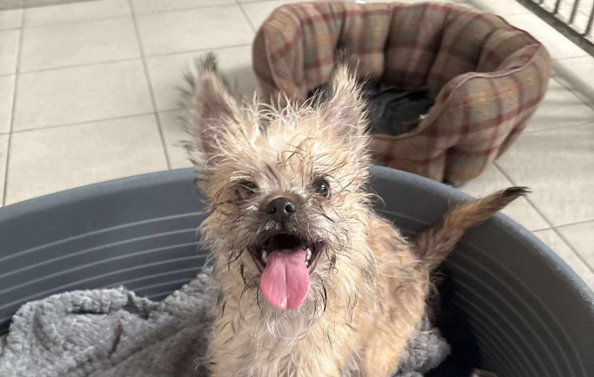 Courtney - Manchester & Cheshire Dogs Home