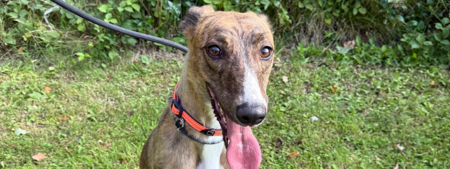 Daisy - Manchester & Cheshire Dogs Home