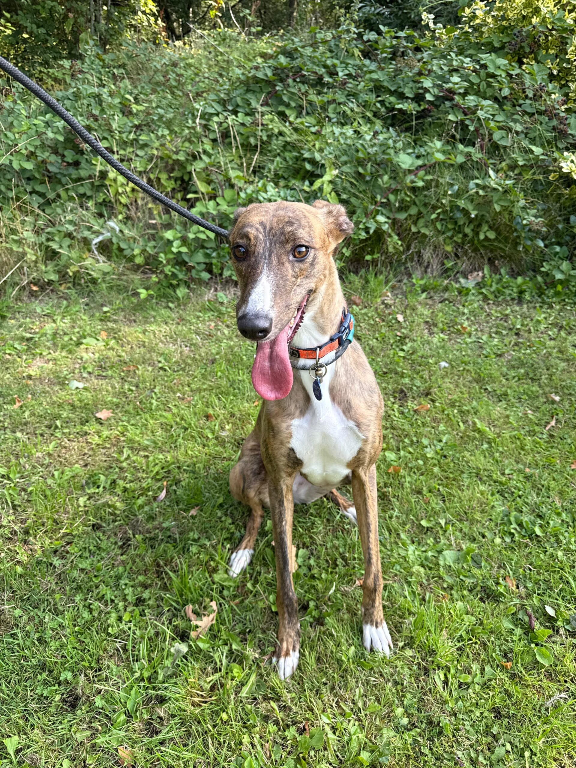 Daisy - Manchester & Cheshire Dogs Home