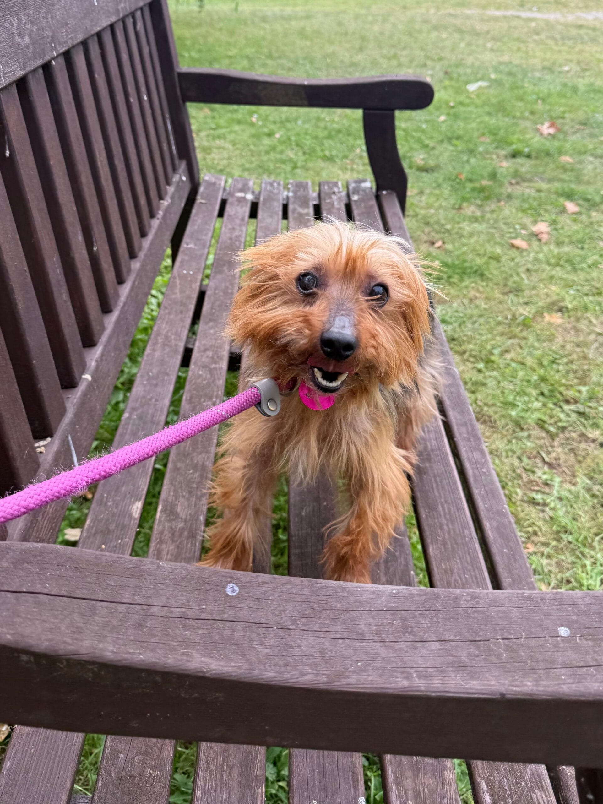 Jasper - Manchester & Cheshire Dogs Home