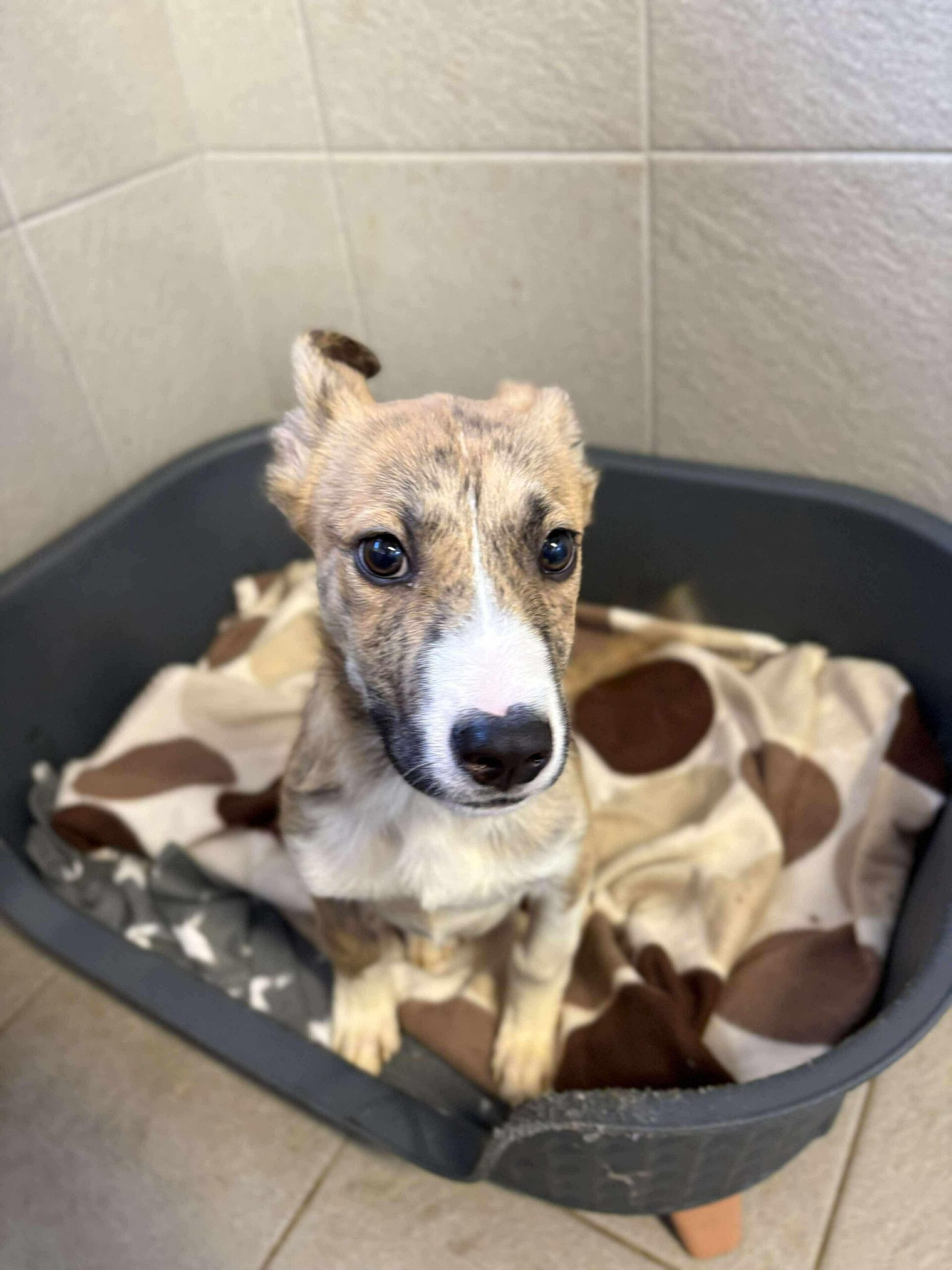 Otis - Manchester & Cheshire Dogs Home