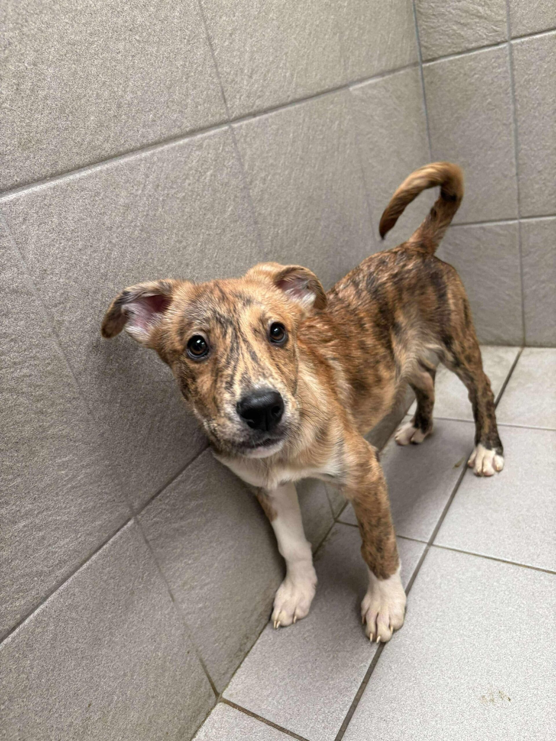 Roddy - Manchester & Cheshire Dogs Home