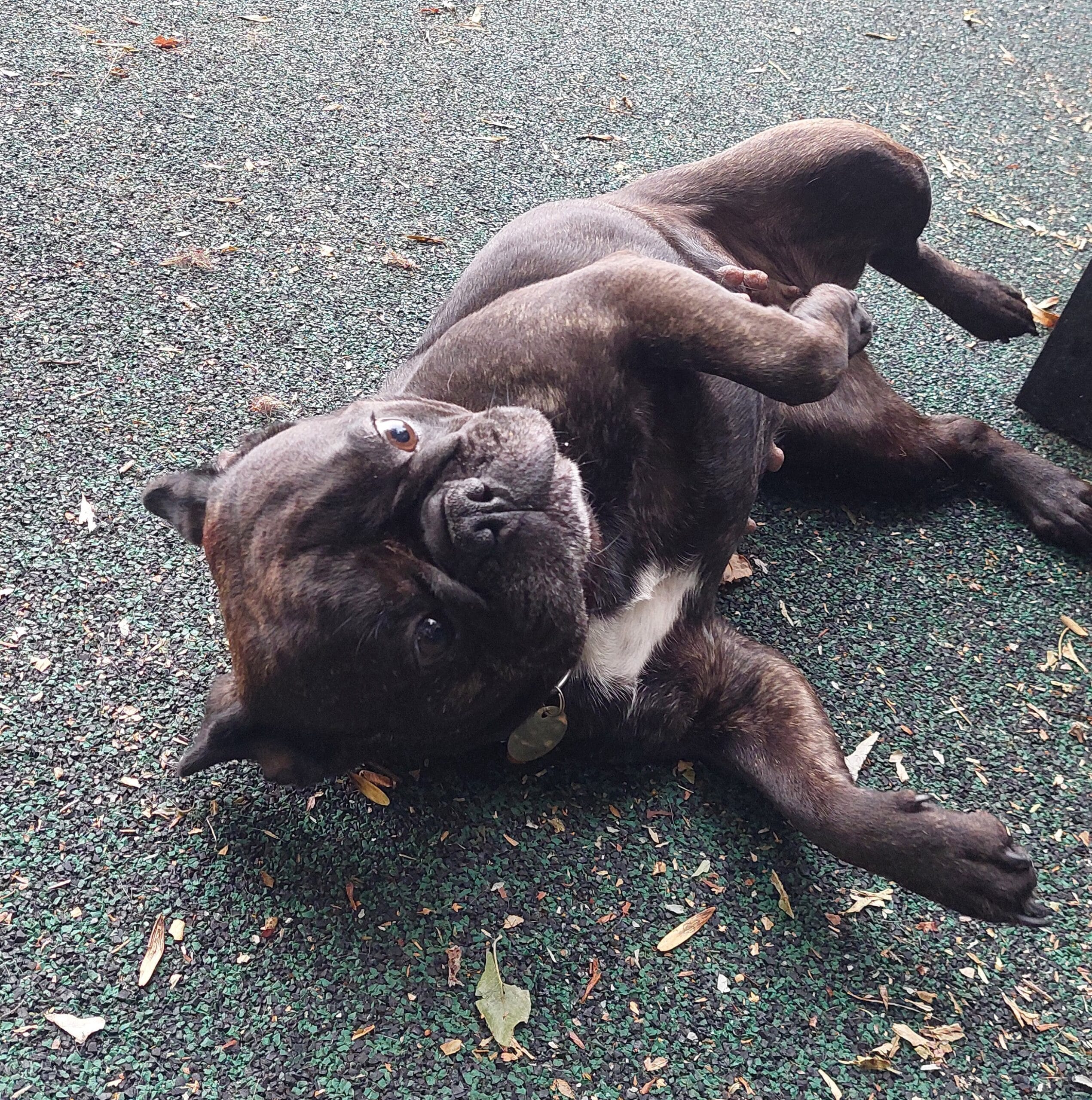 Coco - Manchester & Cheshire Dogs Home