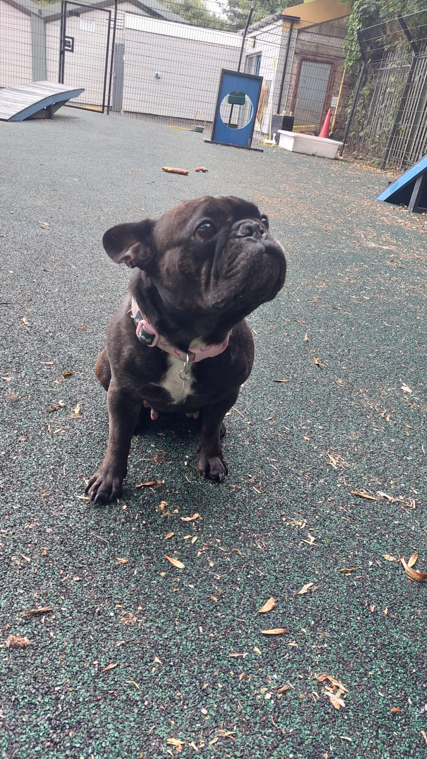 Coco - Manchester & Cheshire Dogs Home