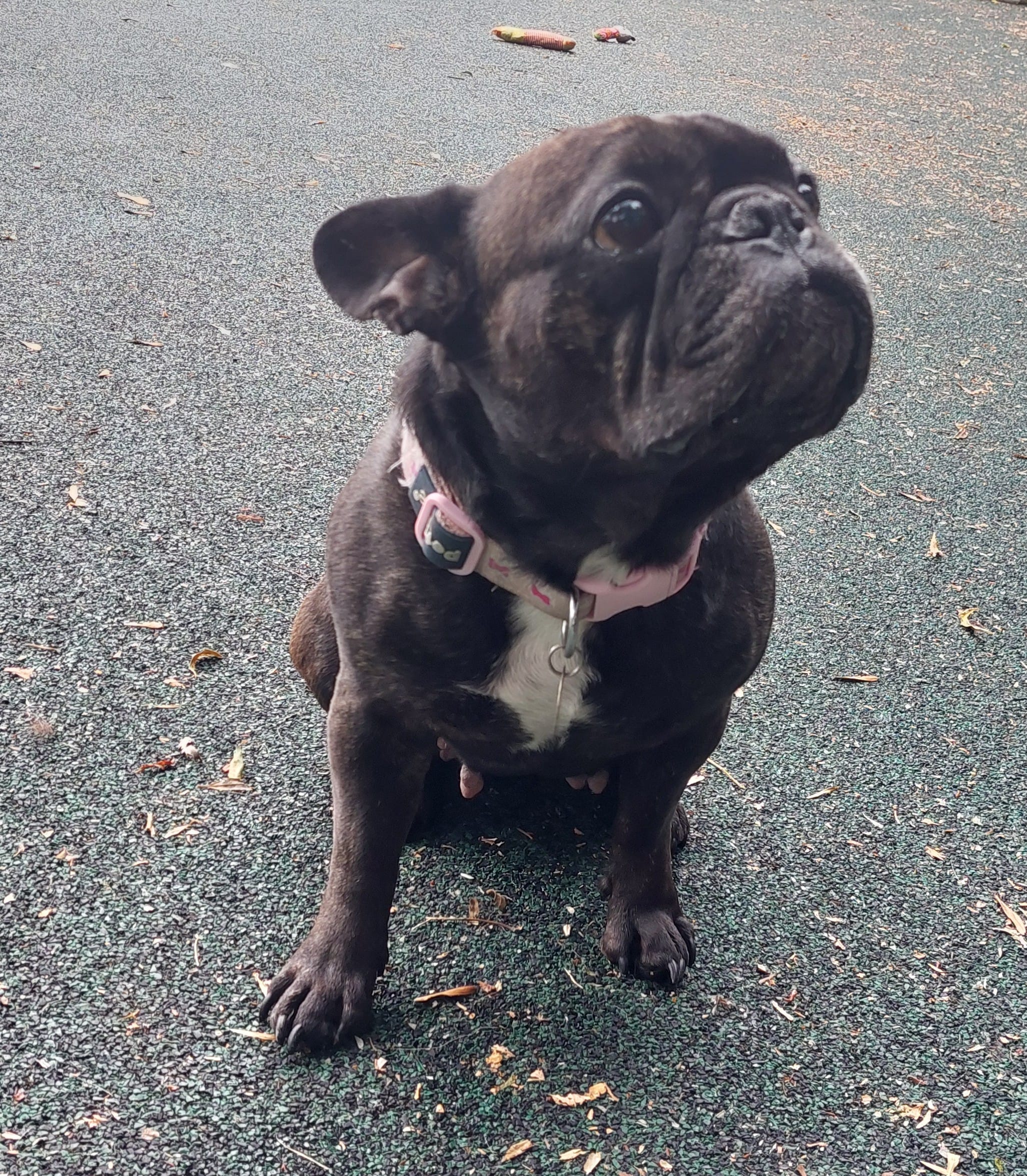 Coco - Manchester & Cheshire Dogs Home