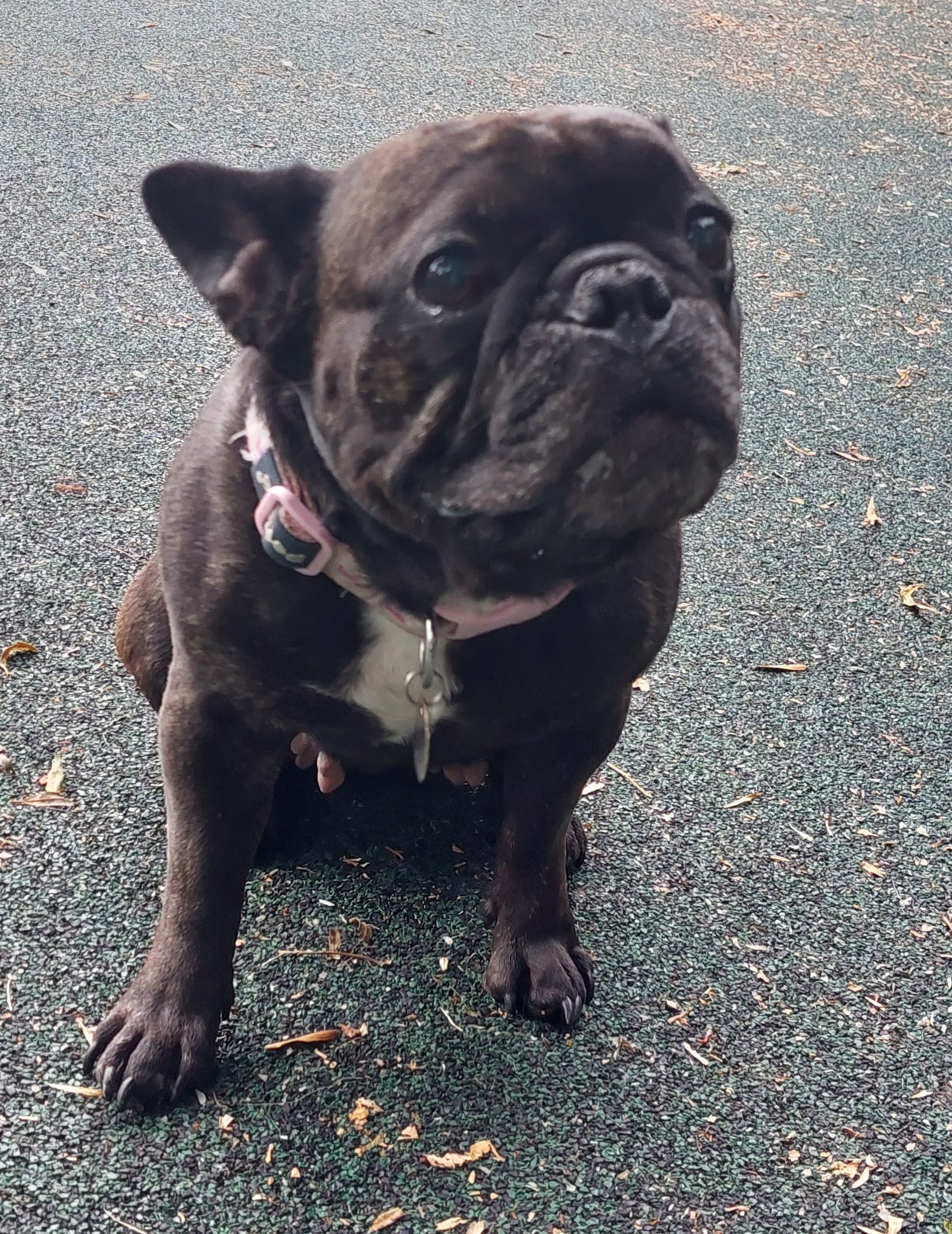 Coco - Manchester & Cheshire Dogs Home