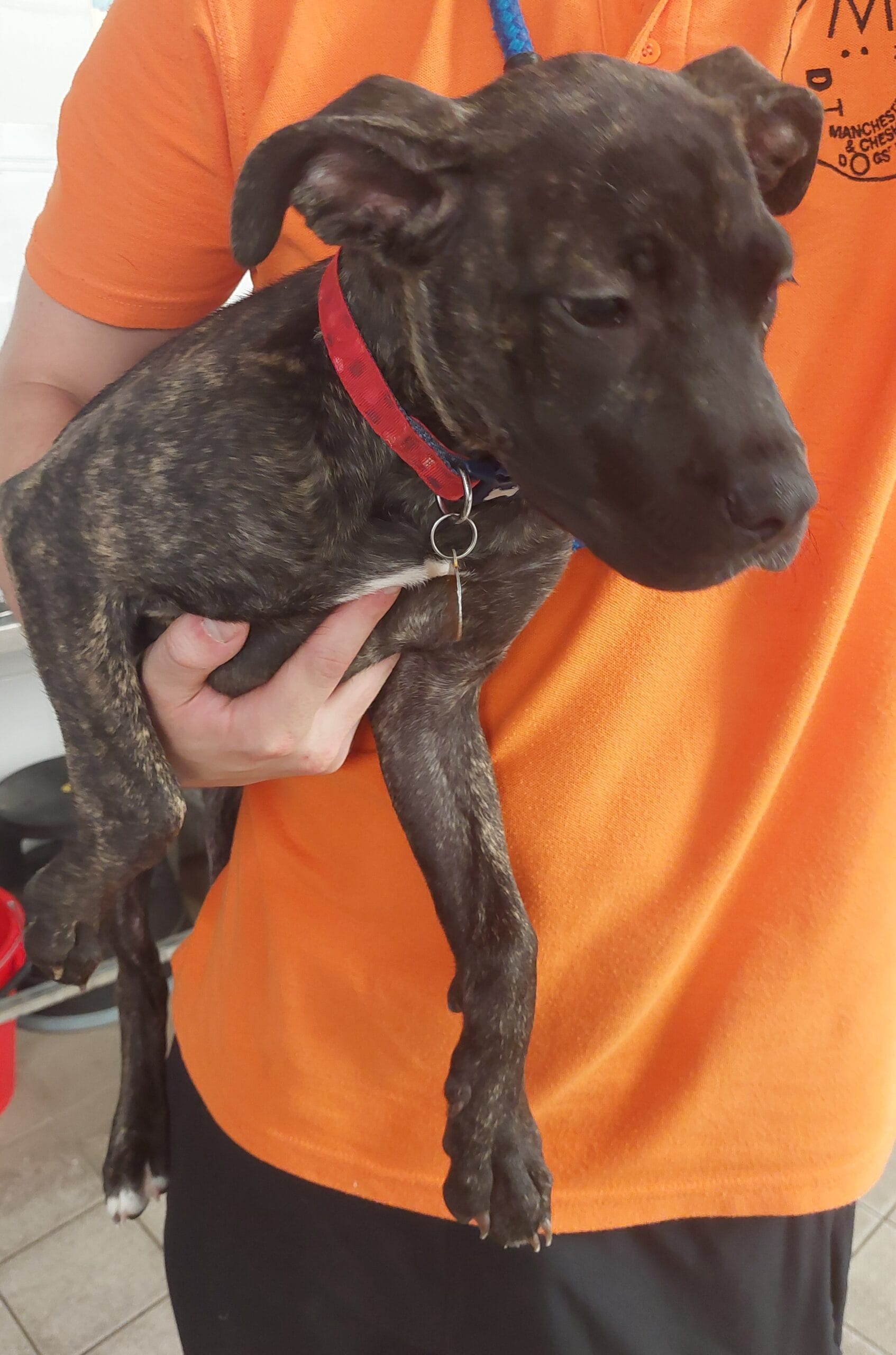 Pea Tree - Manchester & Cheshire Dogs Home