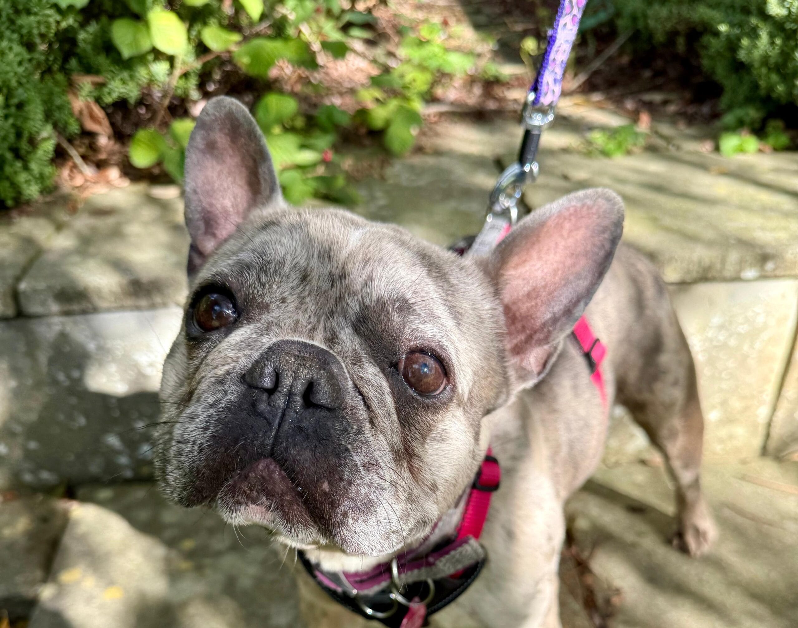 Isabella - Manchester & Cheshire Dogs Home