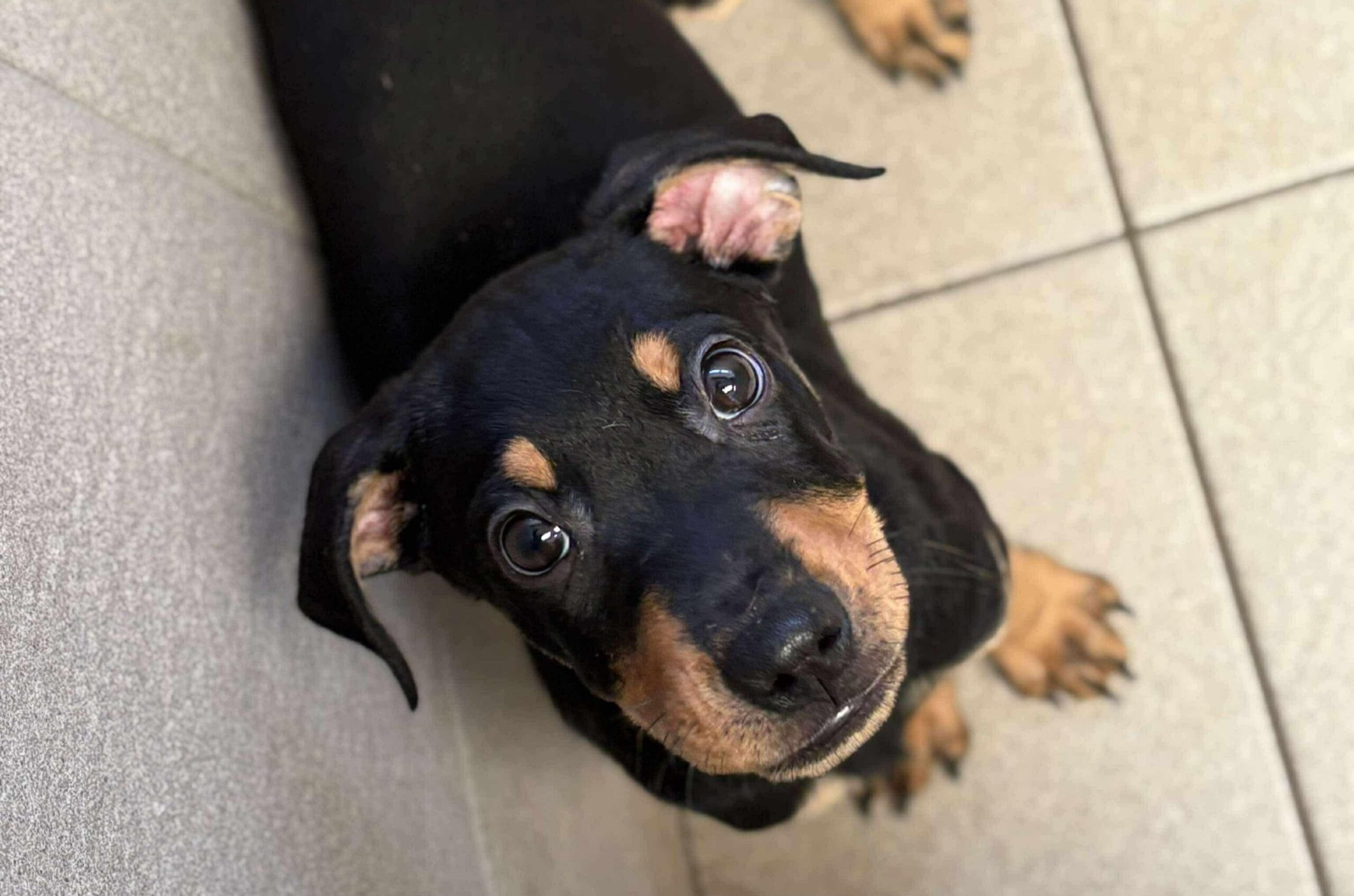 Jack - Manchester & Cheshire Dogs Home