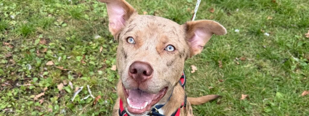 Henry - Manchester & Cheshire Dogs Home