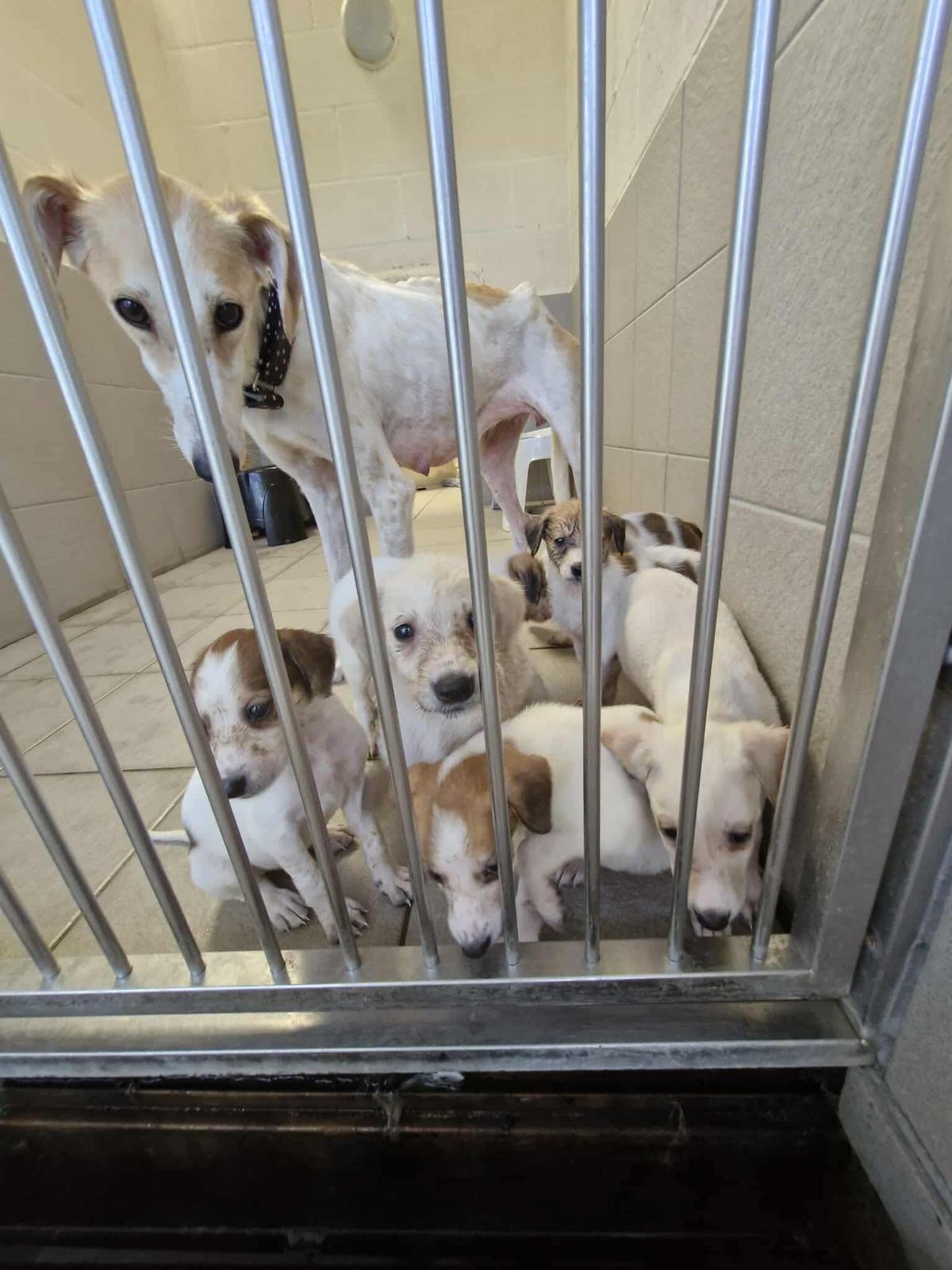 Lucy and her puppies find their forever homes - Manchester & Cheshire ...