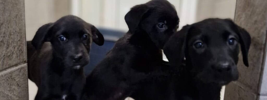 Cross Breed Pups - Manchester & Cheshire Dogs Home