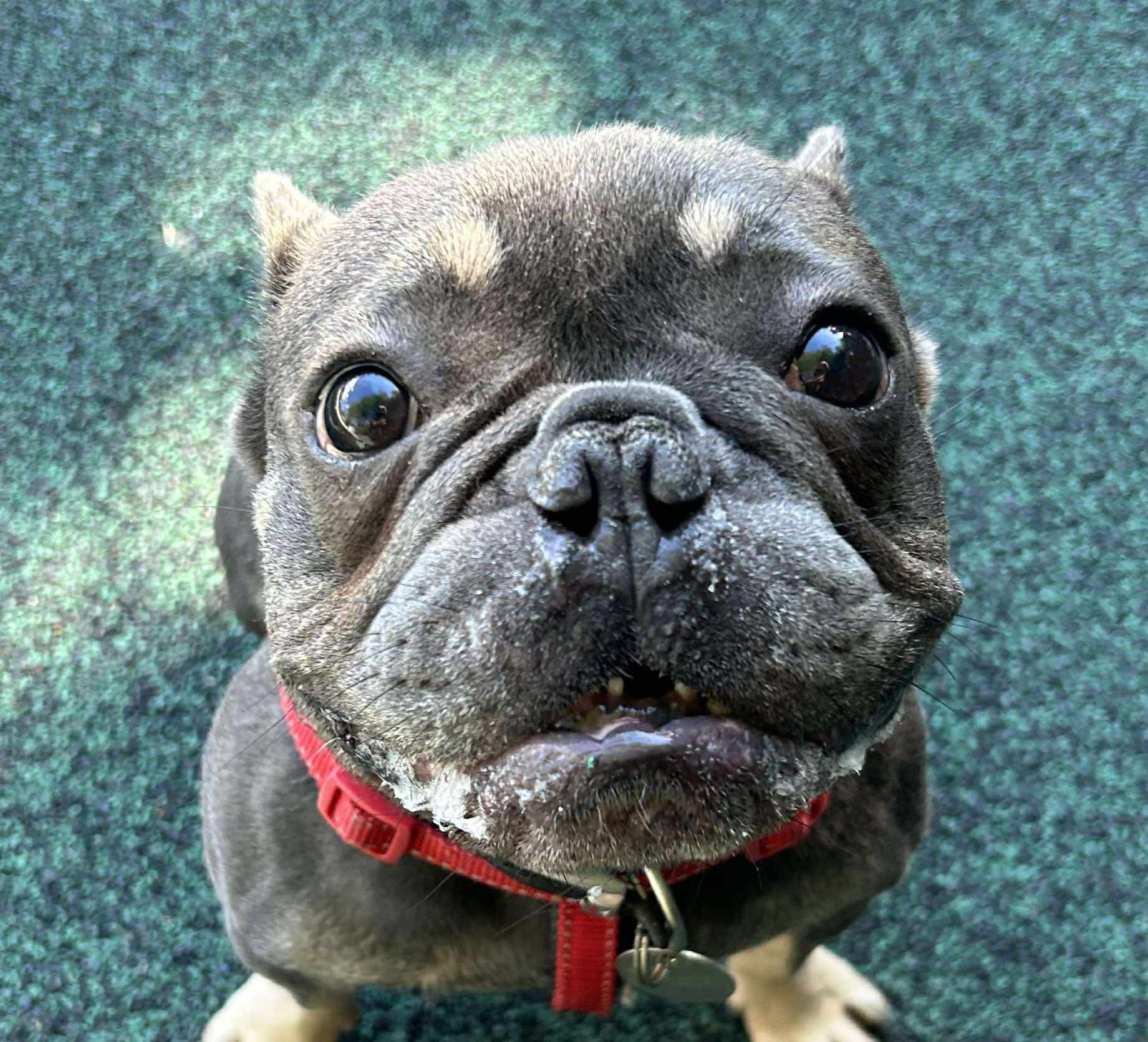Picasso - Manchester & Cheshire Dogs Home