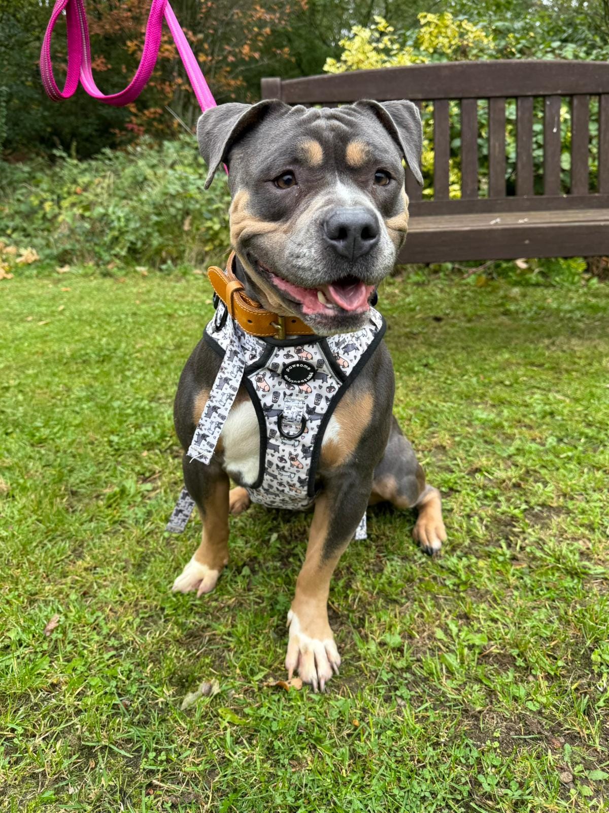 Agnes - Manchester & Cheshire Dogs Home