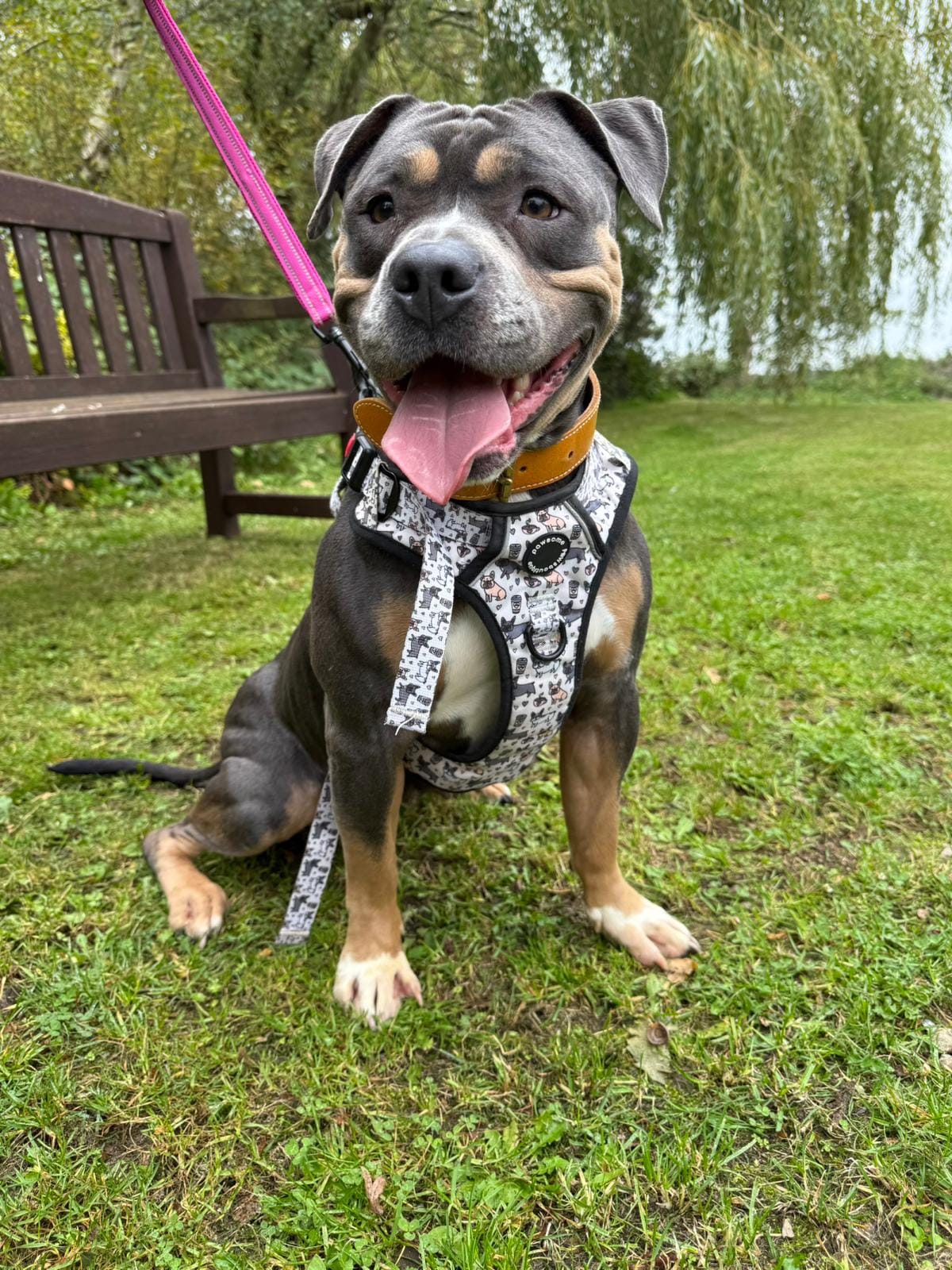 Agnes - Manchester & Cheshire Dogs Home