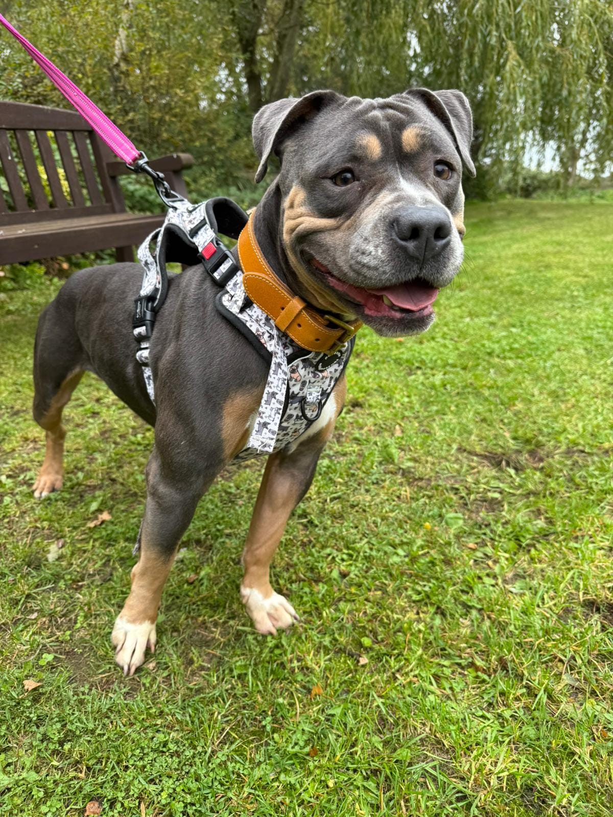 Agnes - Manchester & Cheshire Dogs Home