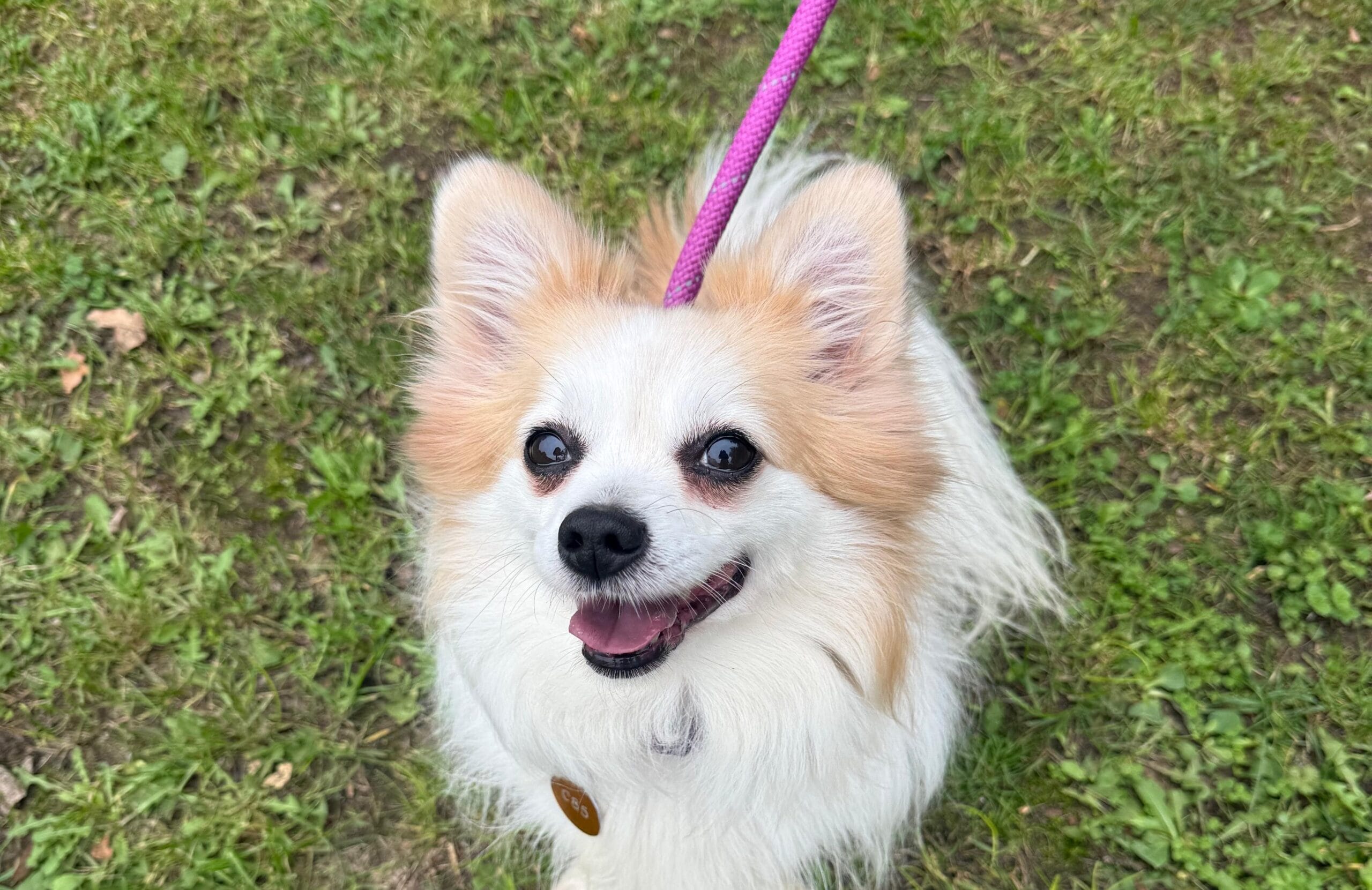 Jack - Manchester & Cheshire Dogs Home