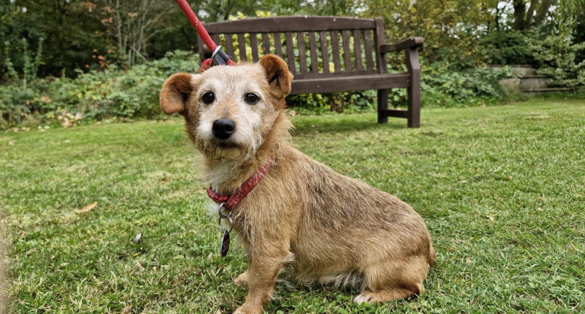 Aggie - Manchester & Cheshire Dogs Home
