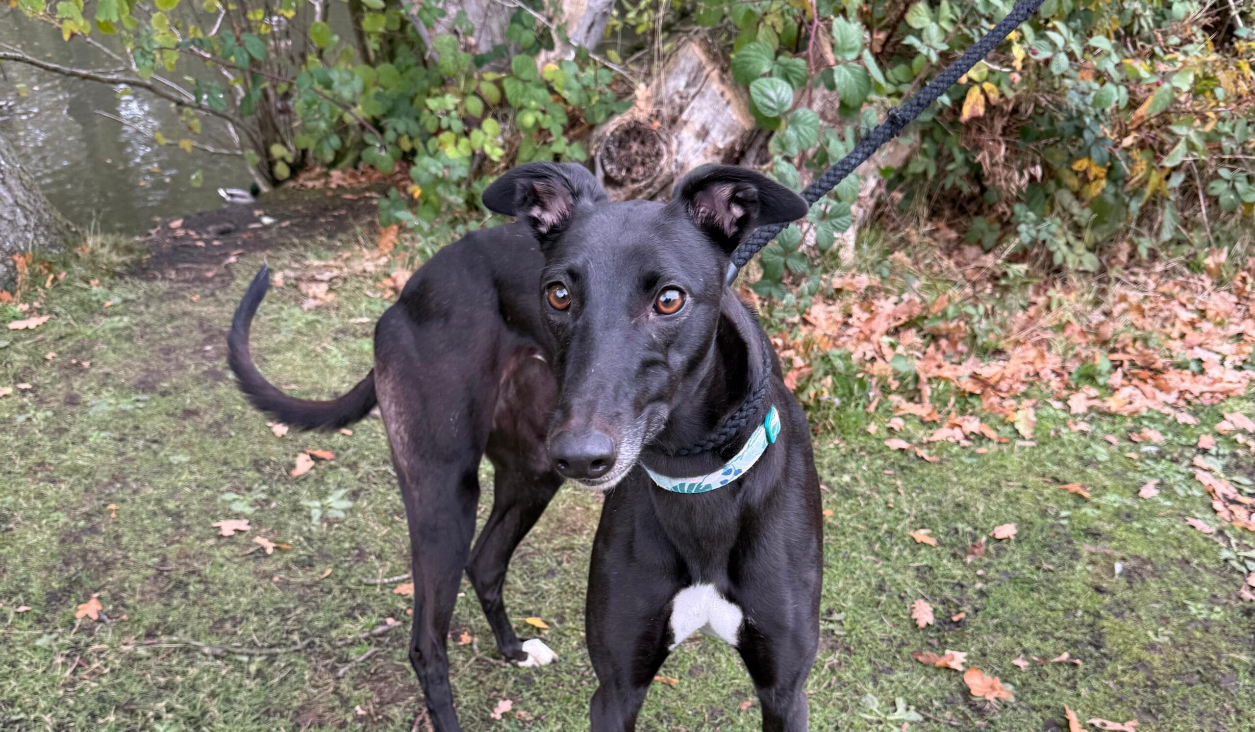 Scotia - Manchester & Cheshire Dogs Home