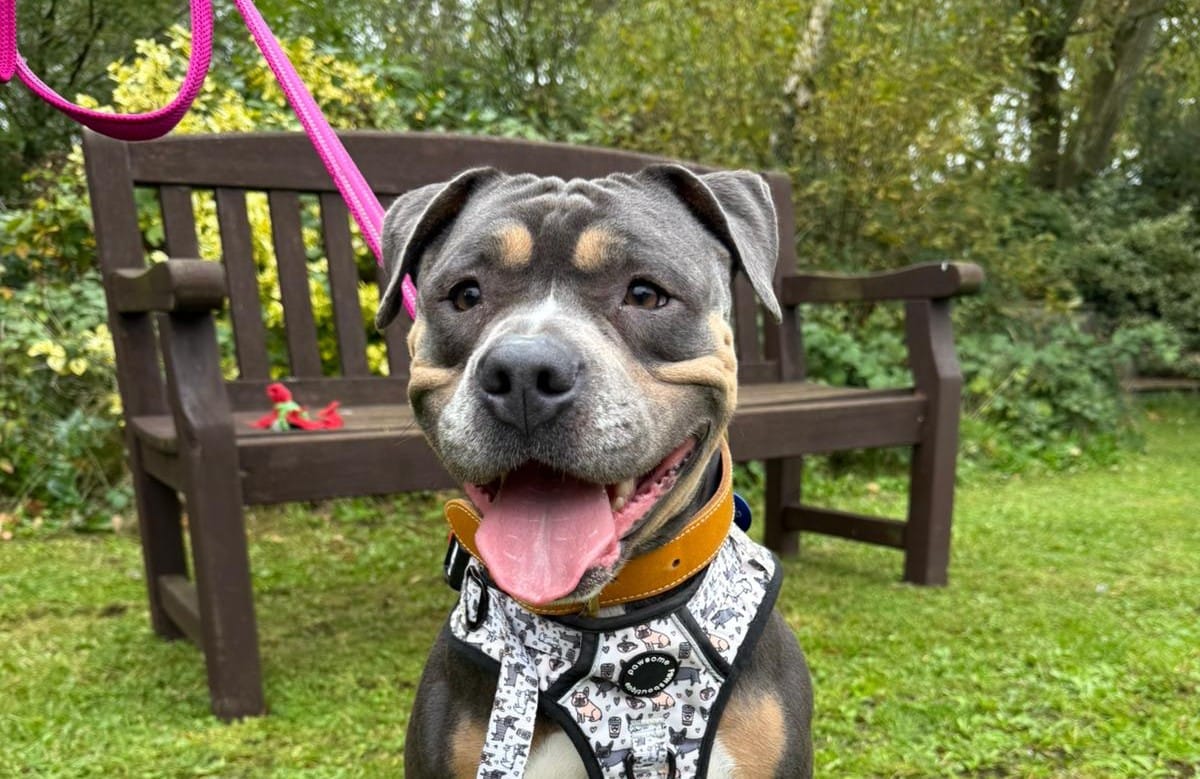 Agnes - Manchester & Cheshire Dogs Home