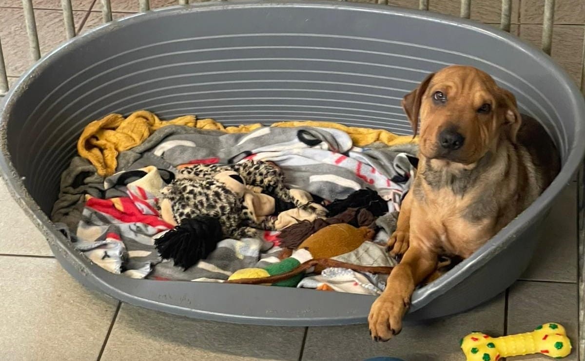 Gavin - Manchester & Cheshire Dogs Home