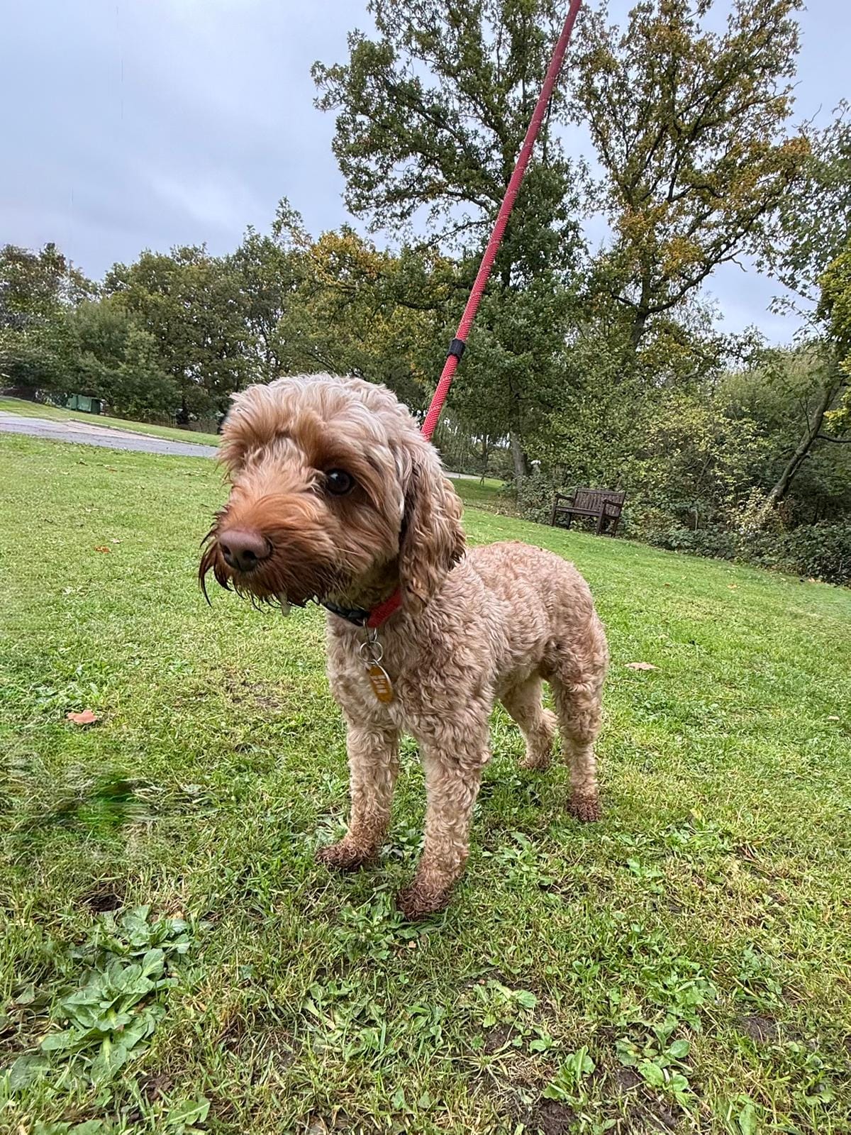 Teddy - Manchester & Cheshire Dogs Home
