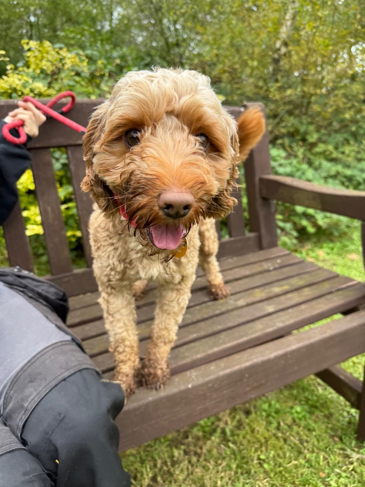 Teddy - Manchester & Cheshire Dogs Home