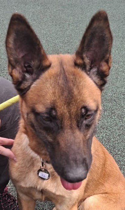 Budge - Manchester & Cheshire Dogs Home