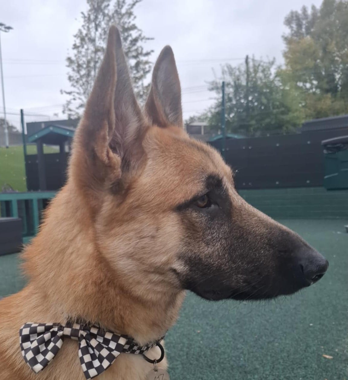Sheldon - Manchester & Cheshire Dogs Home
