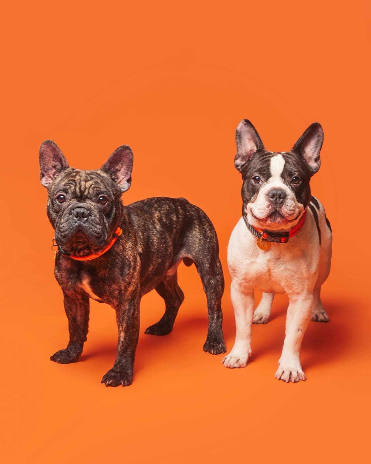 Cairo & Pongo - Manchester & Cheshire Dogs Home