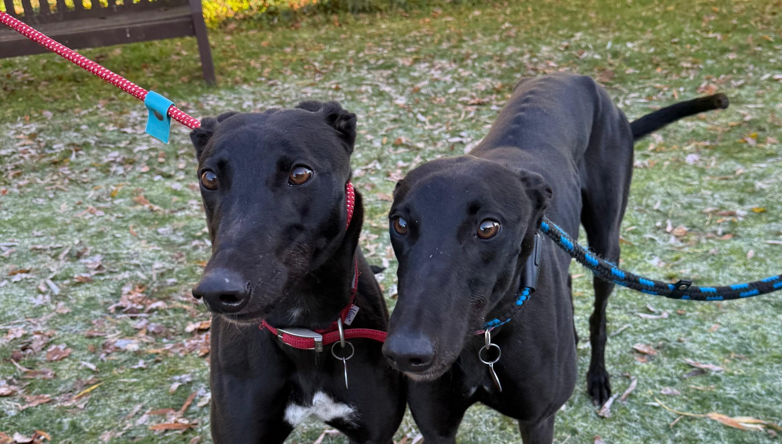 Freddy & Ray - Manchester & Cheshire Dogs Home