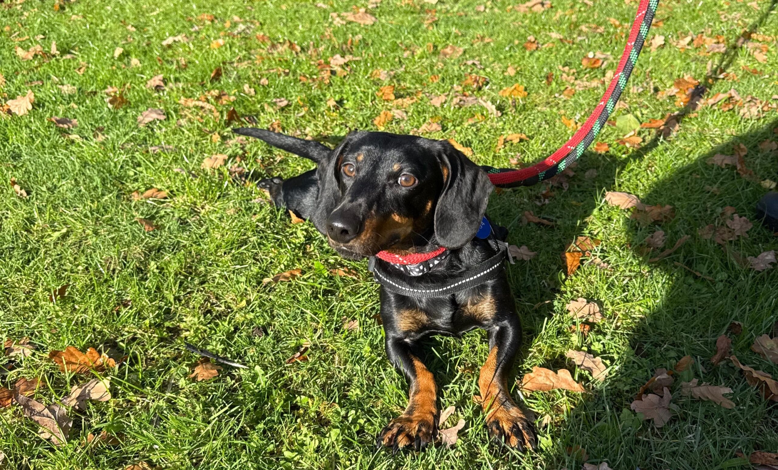 Sheldon - Manchester & Cheshire Dogs Home