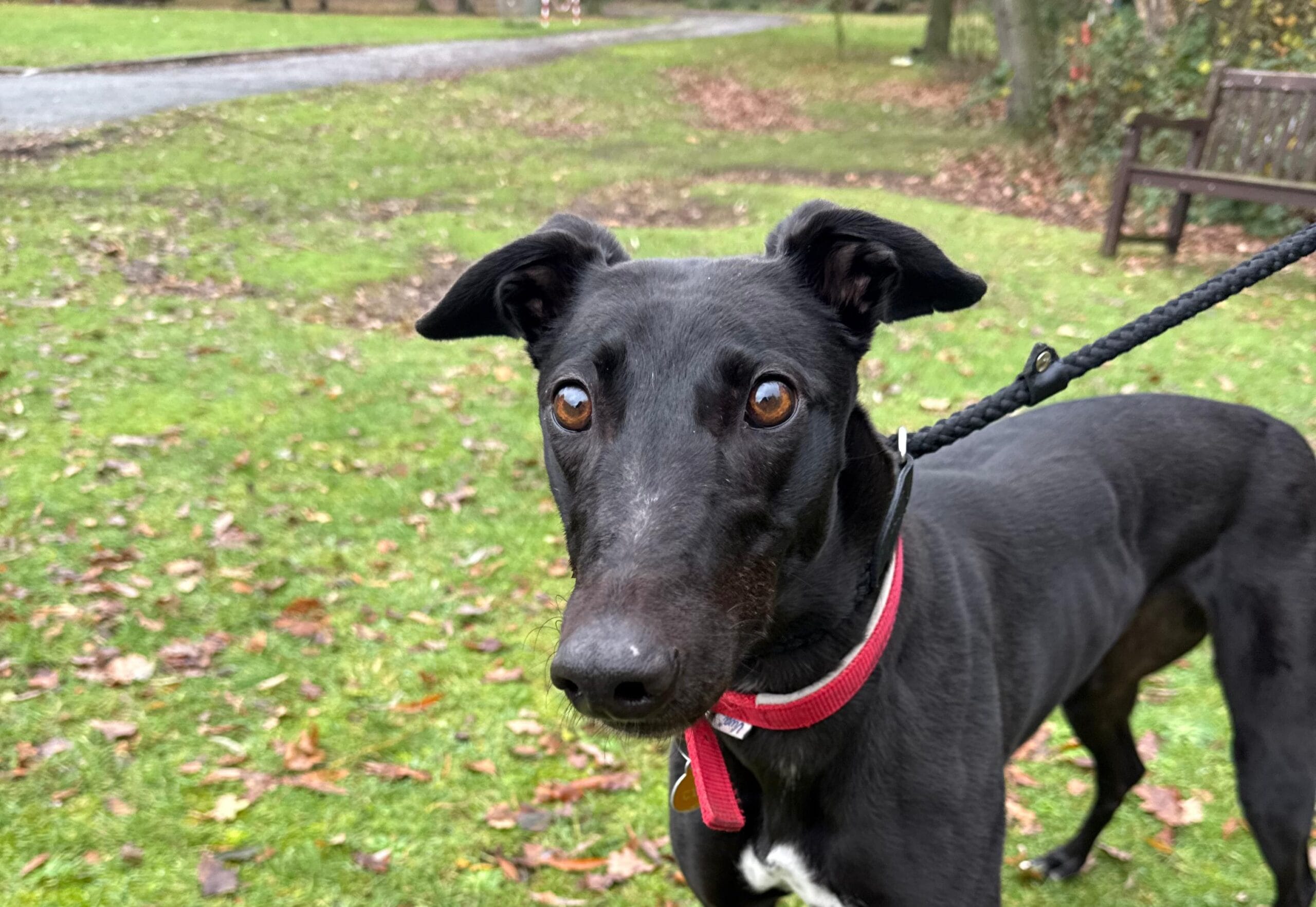 Ray - Manchester & Cheshire Dogs Home