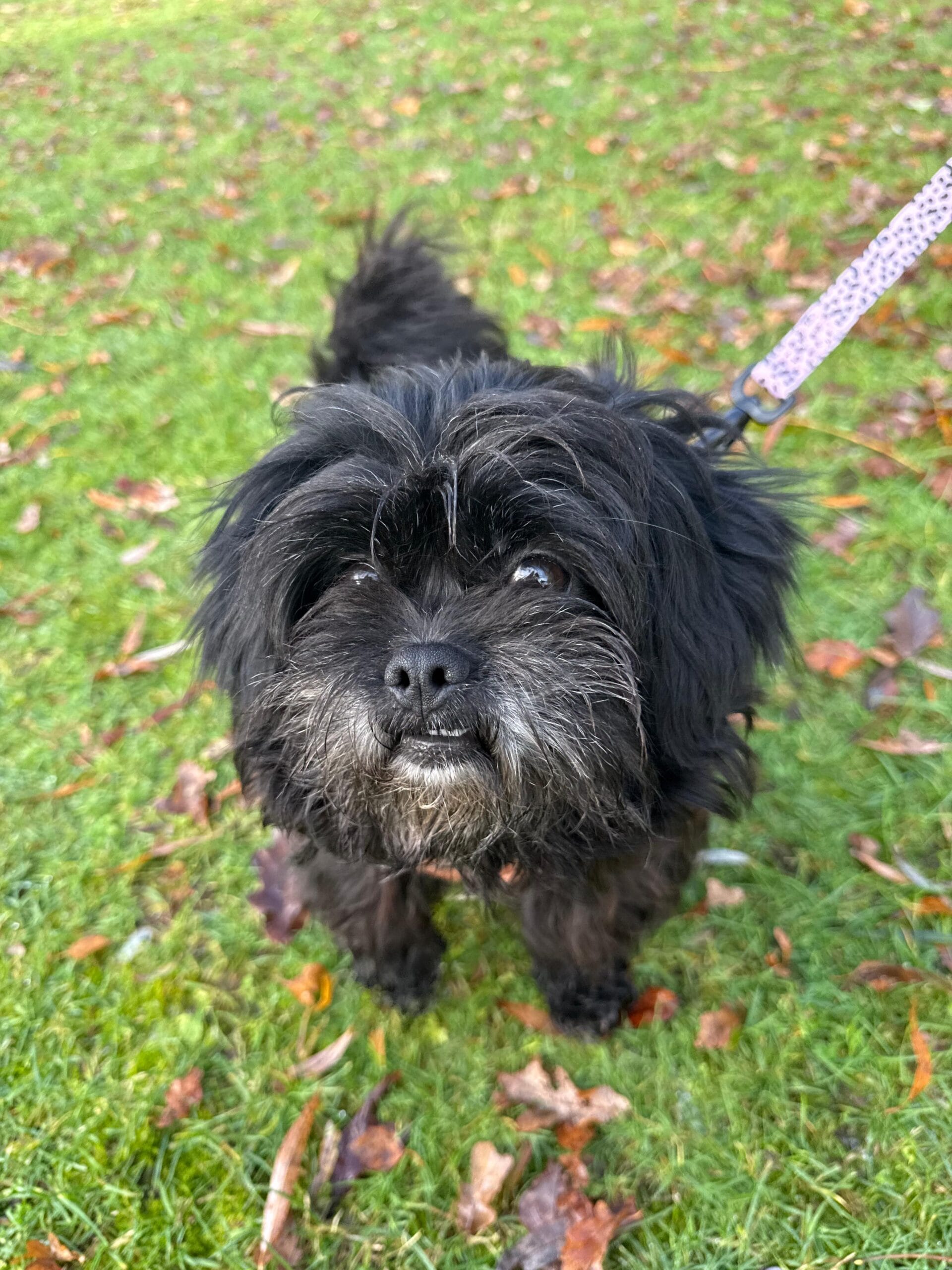 Polly - Manchester & Cheshire Dogs Home