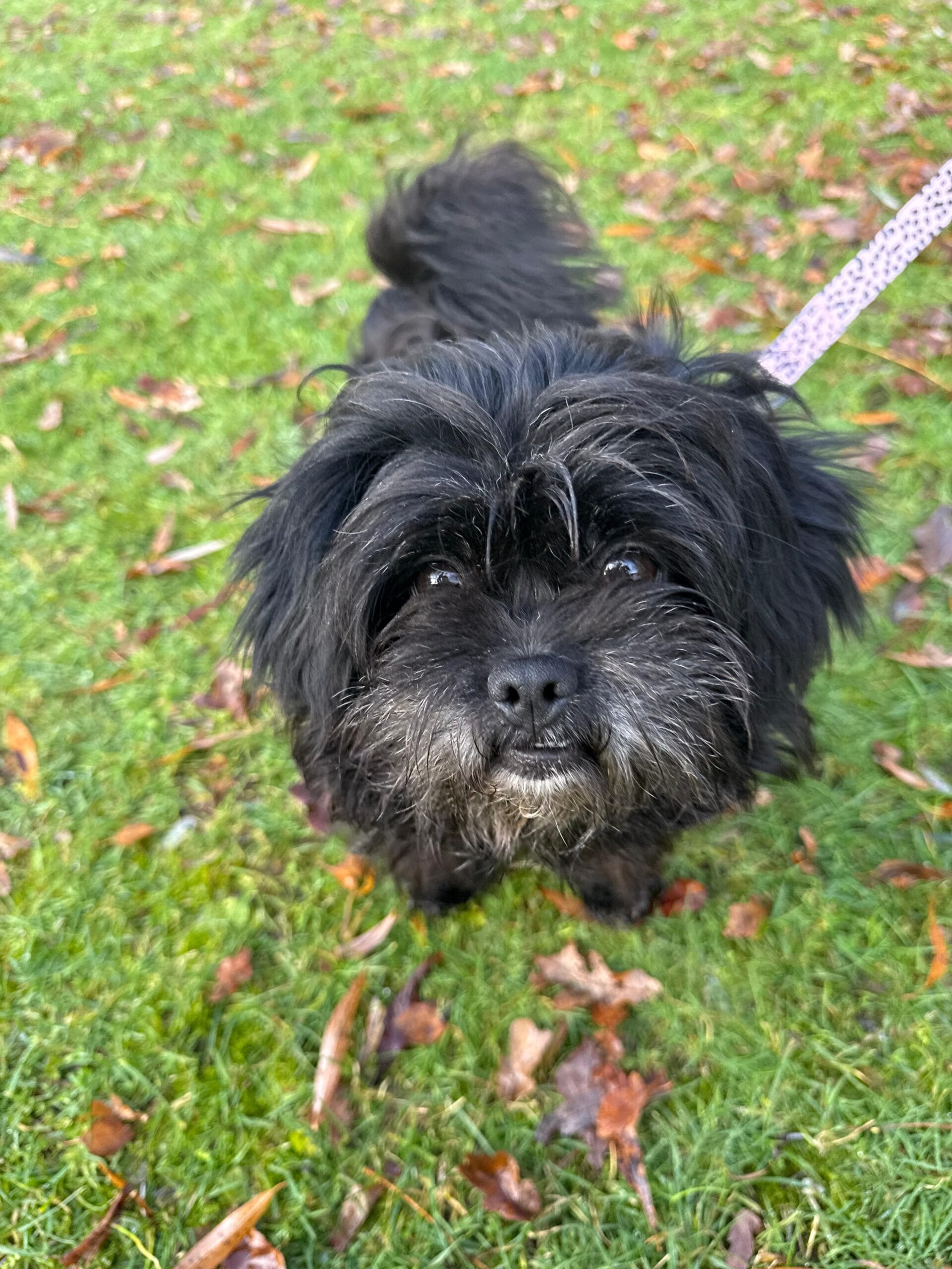 Polly - Manchester & Cheshire Dogs Home