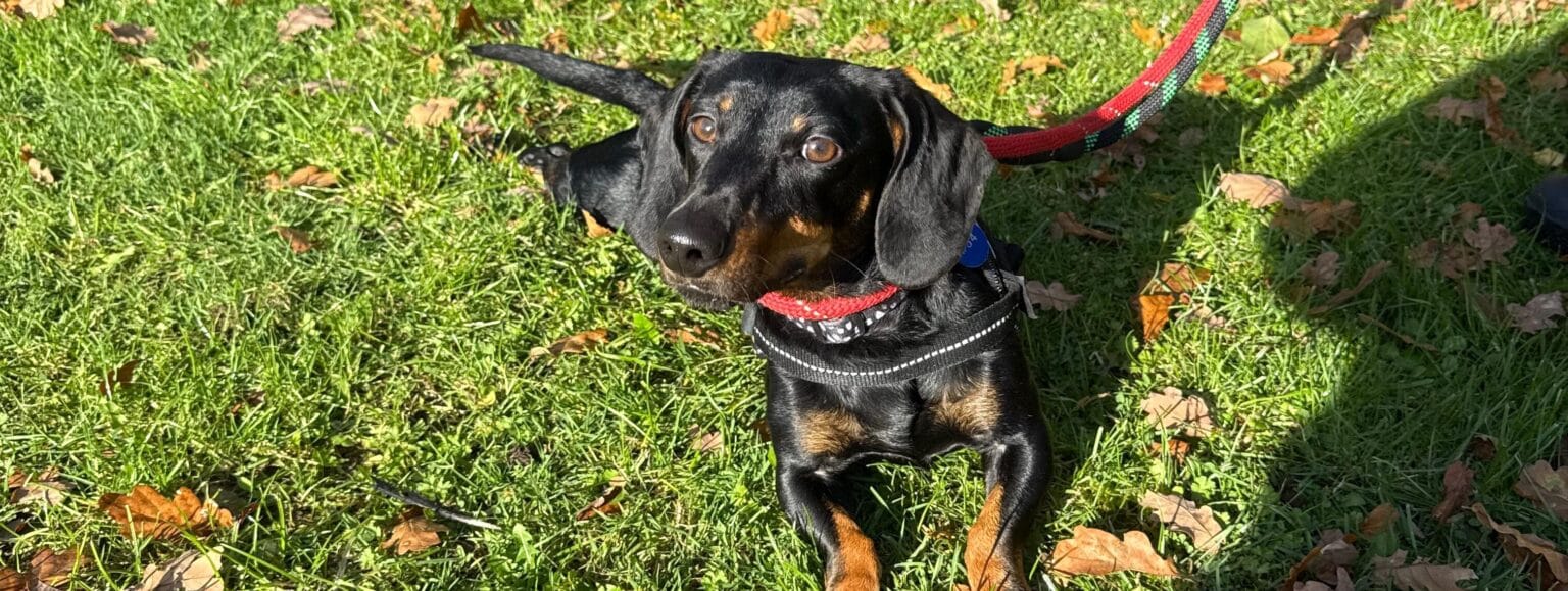 Sheldon - Manchester & Cheshire Dogs Home