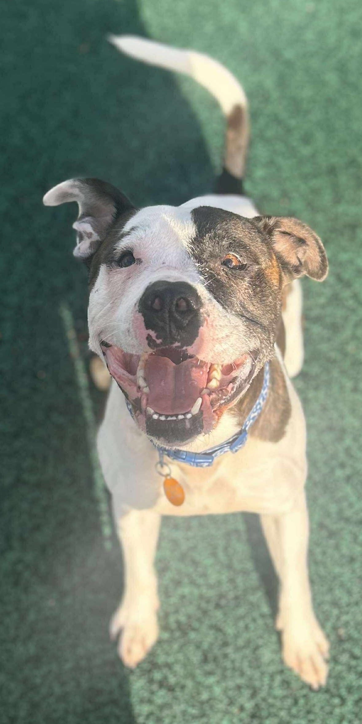 Billy - Manchester & Cheshire Dogs Home