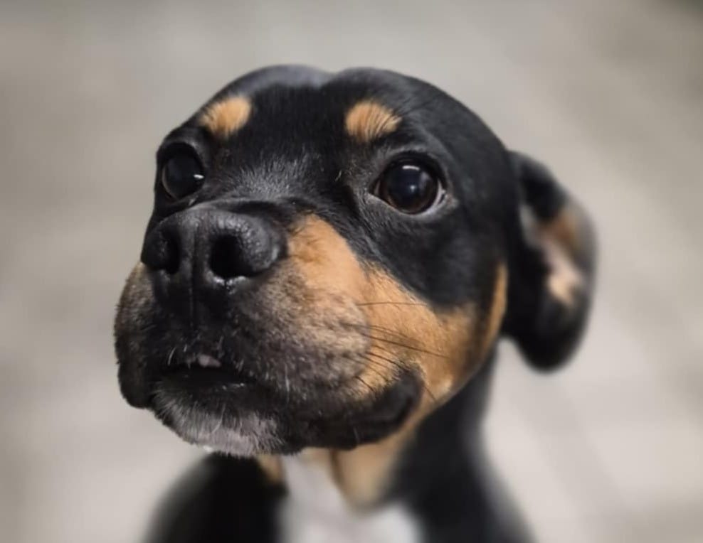 Bucky - Manchester & Cheshire Dogs Home