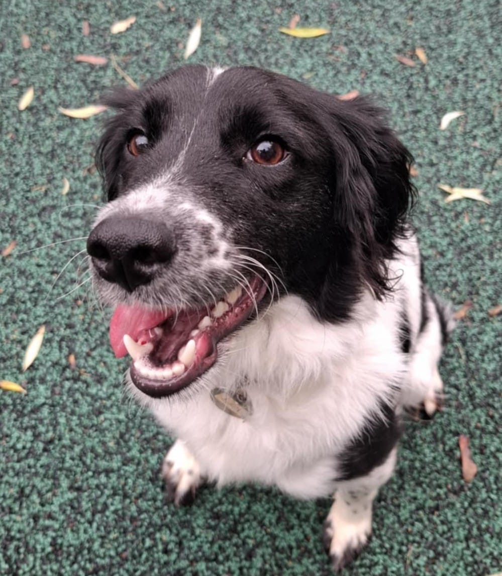 Jerry - Manchester & Cheshire Dogs Home