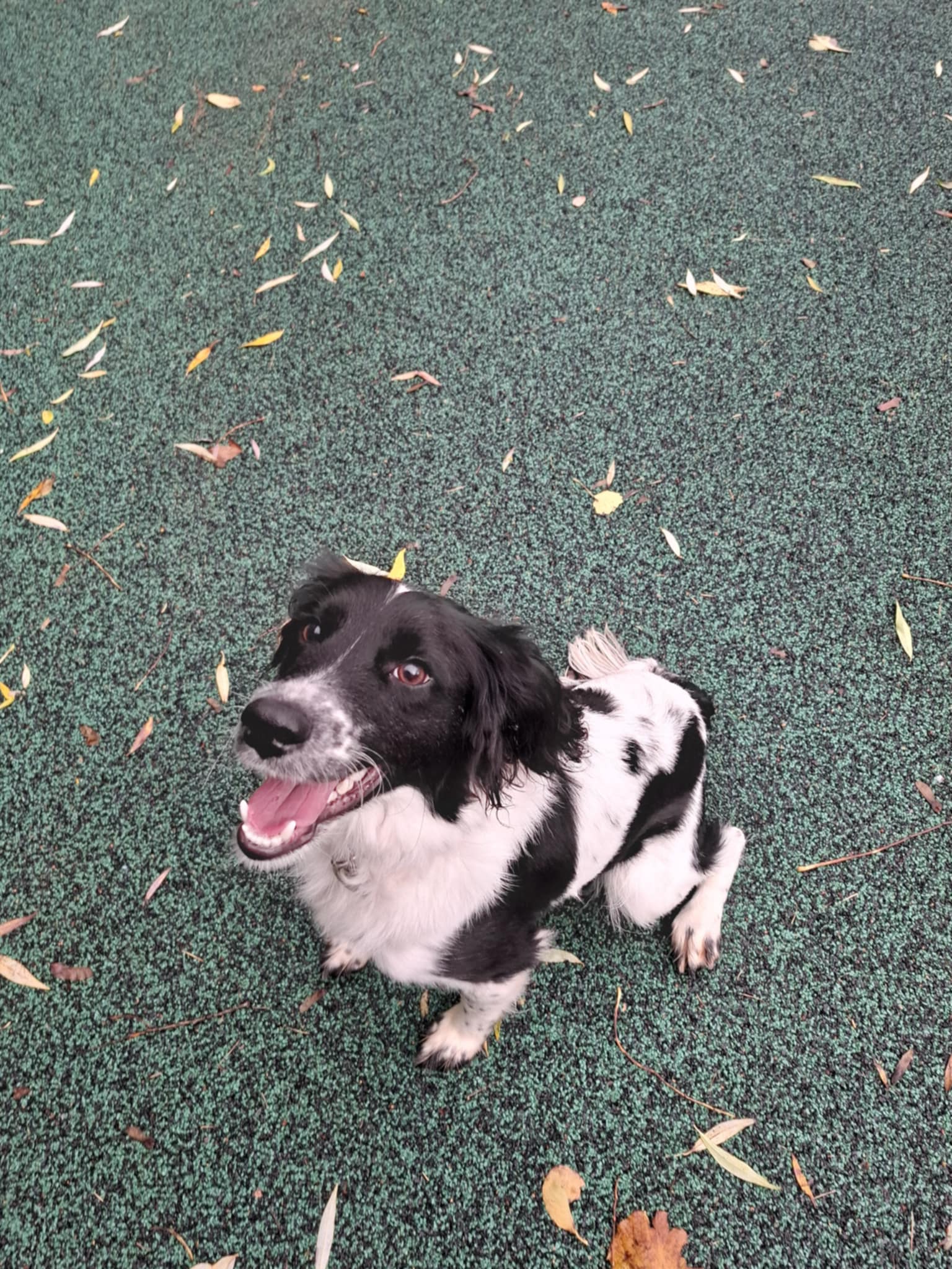 Jerry - Manchester & Cheshire Dogs Home