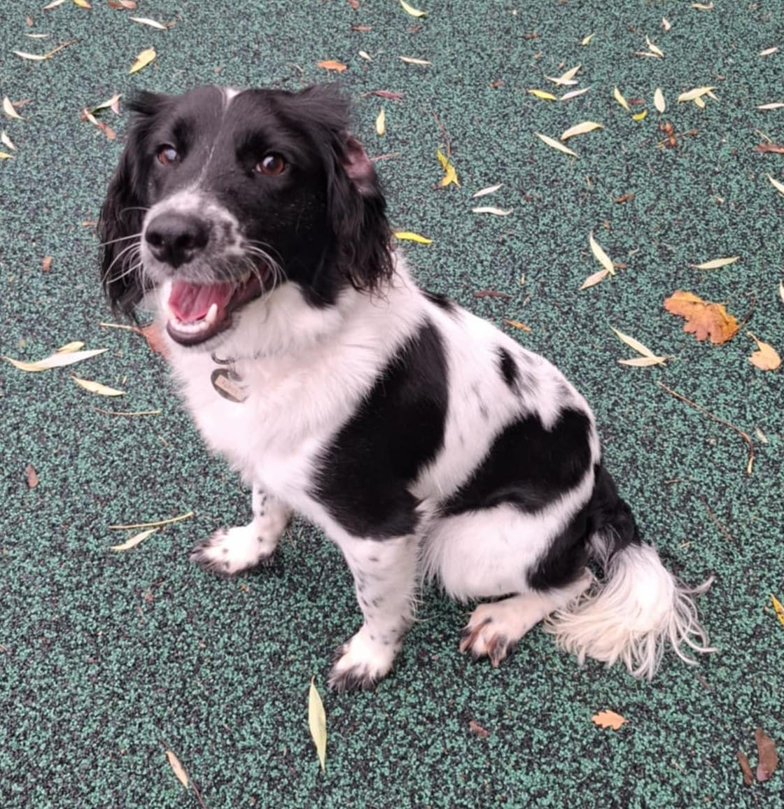 Jerry - Manchester & Cheshire Dogs Home