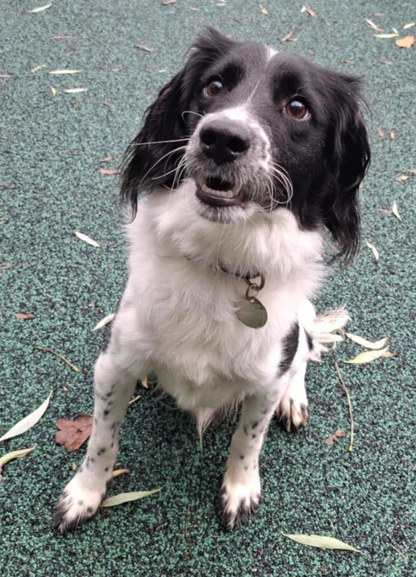 Jerry - Manchester & Cheshire Dogs Home