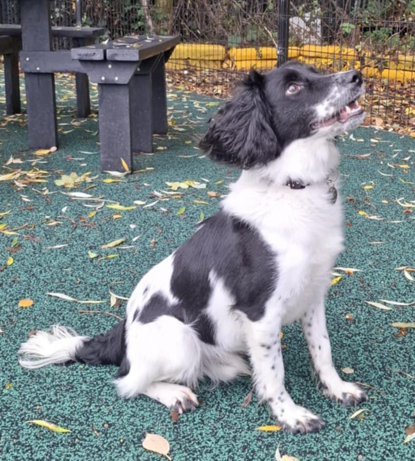 Jerry - Manchester & Cheshire Dogs Home