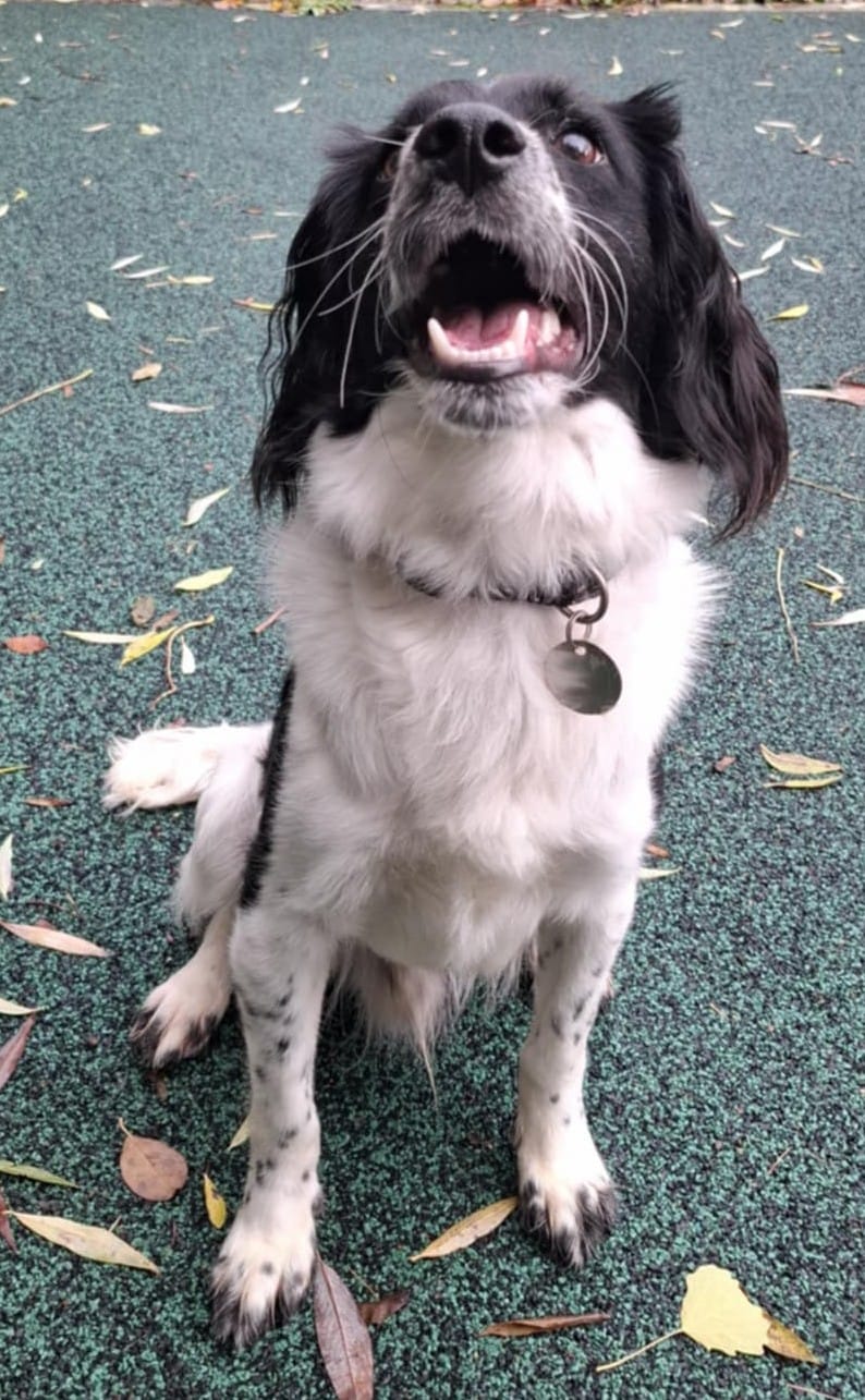 Jerry - Manchester & Cheshire Dogs Home