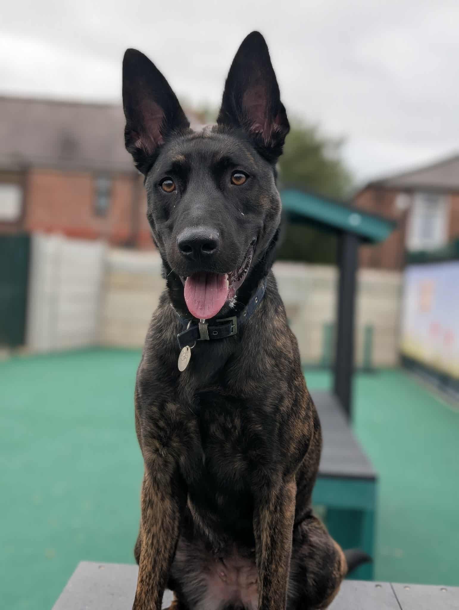 Wotsit - Manchester & Cheshire Dogs Home