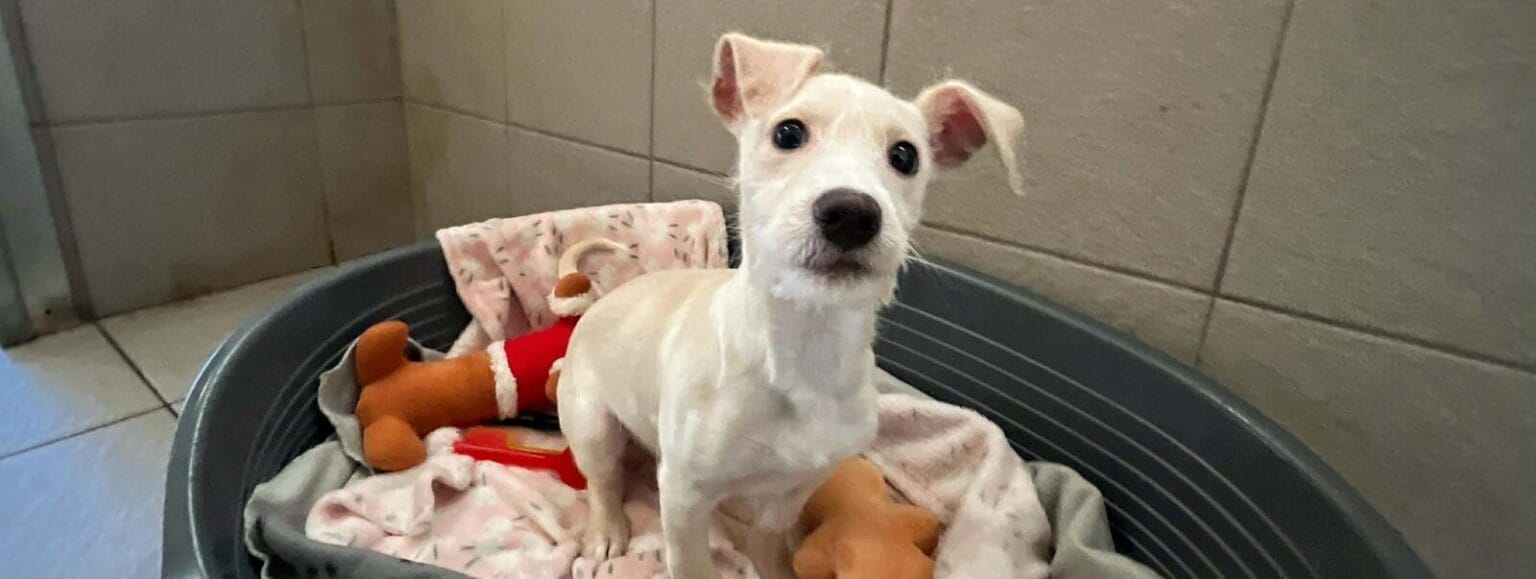 Casper - Manchester & Cheshire Dogs Home