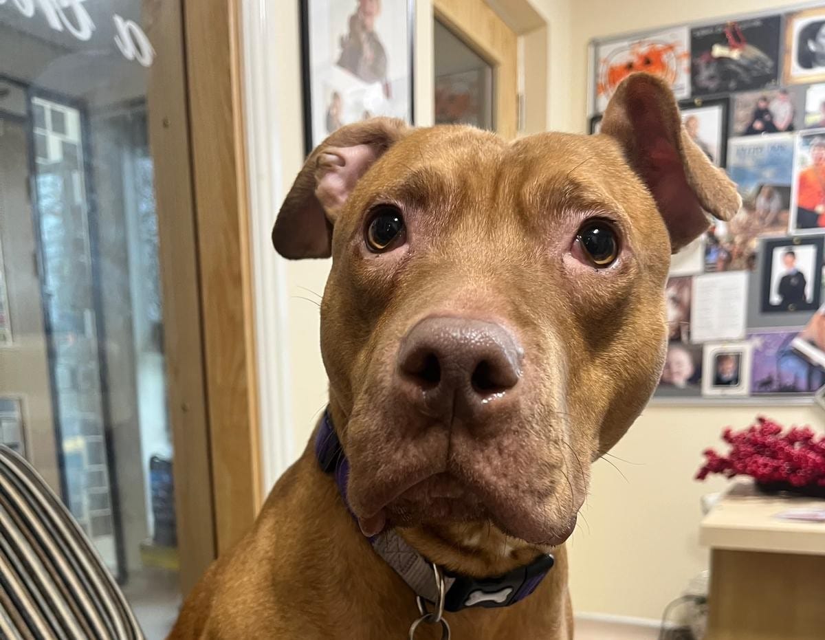 Ginger - Manchester & Cheshire Dogs Home