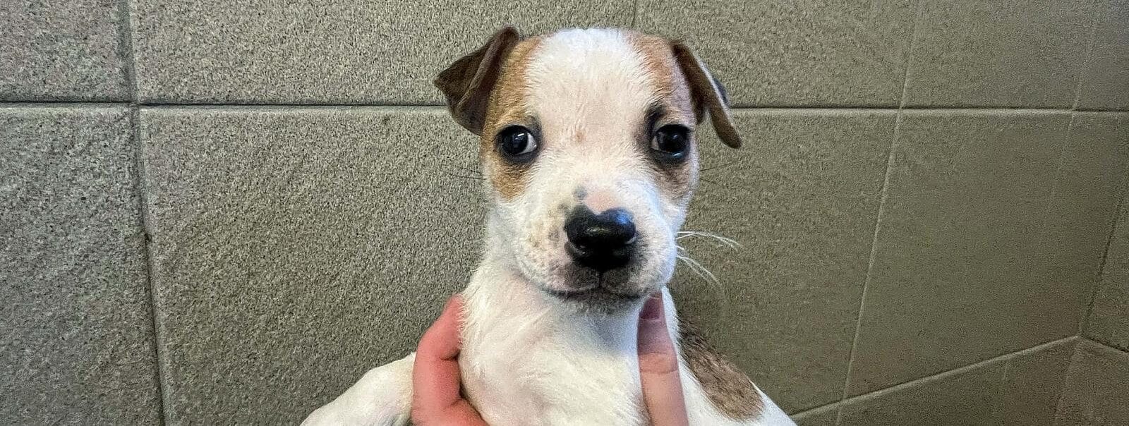 Nell - Manchester & Cheshire Dogs Home